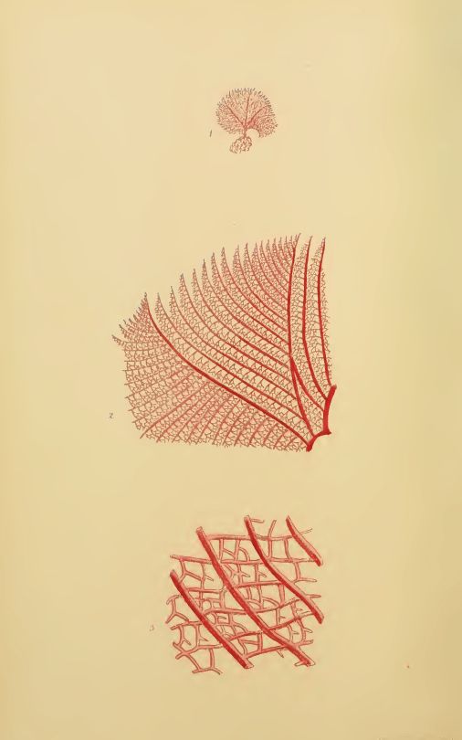 Poems – Toby Fitch